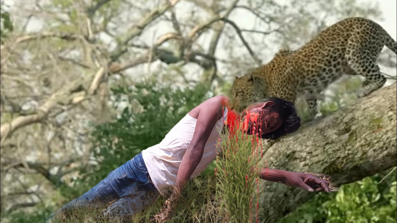 Leopard Attack Man In Forrest | Leopard Attack Hunter | Leopard Attack Stories Part-01 - YouTube