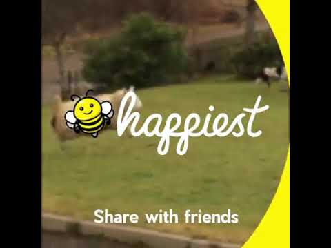 HAPPY HOPPING SHEEP - YouTube