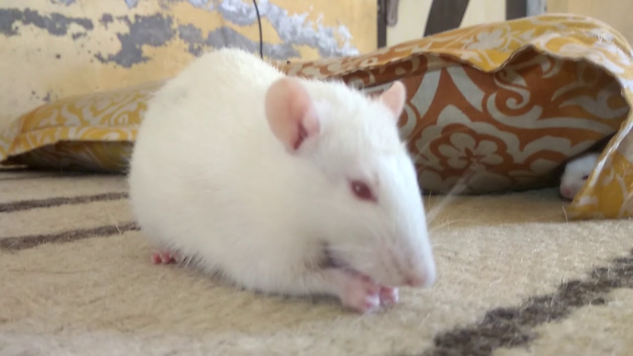 Cute White rat eat some food - YouTube
