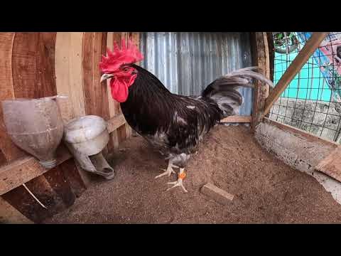 Dominant BLUE Breeder | D107 - YouTube