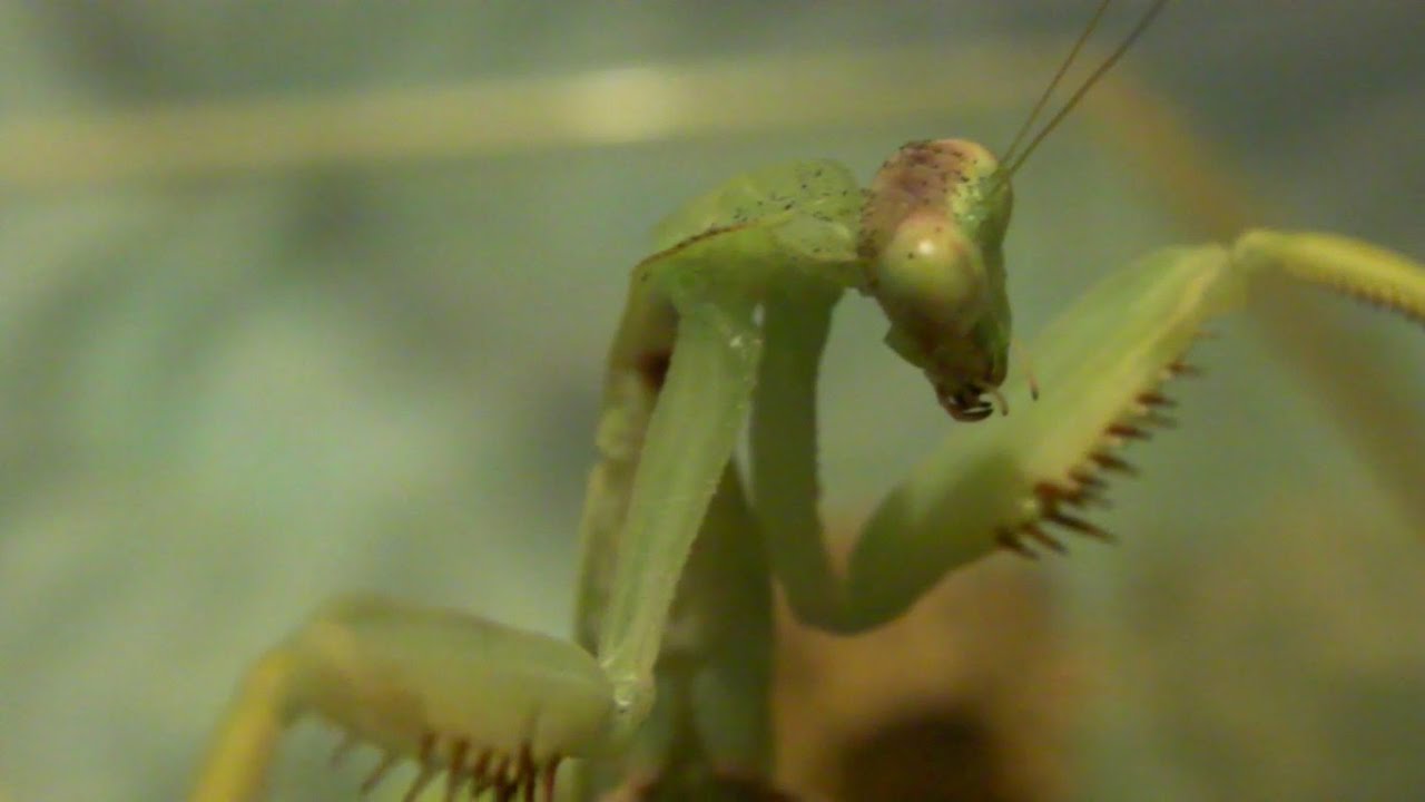 Mantis Update 2 (Deformed but still feeding!) - YouTube