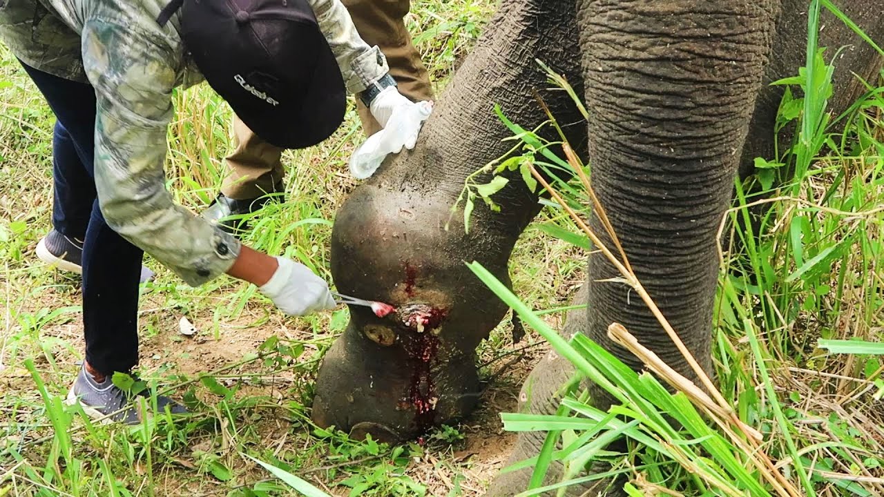 Elephant suffering with maggot infested abscess gently treated by the ...