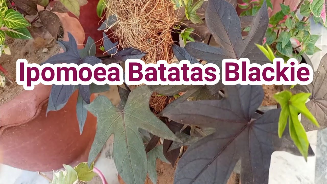 How to grow Sweet Potato Vine / Ipomoea batatas blackie / beautiful ...