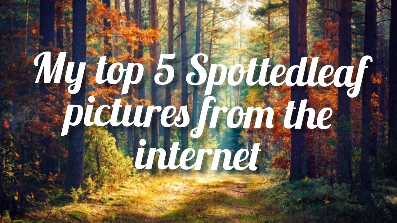 My top 5 Spottedleaf pictures from the internet. - YouTube