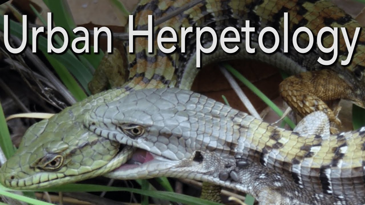 Urban Herpetology | Dr. Greg Pauly, Co-Director of the Urban Nature ...