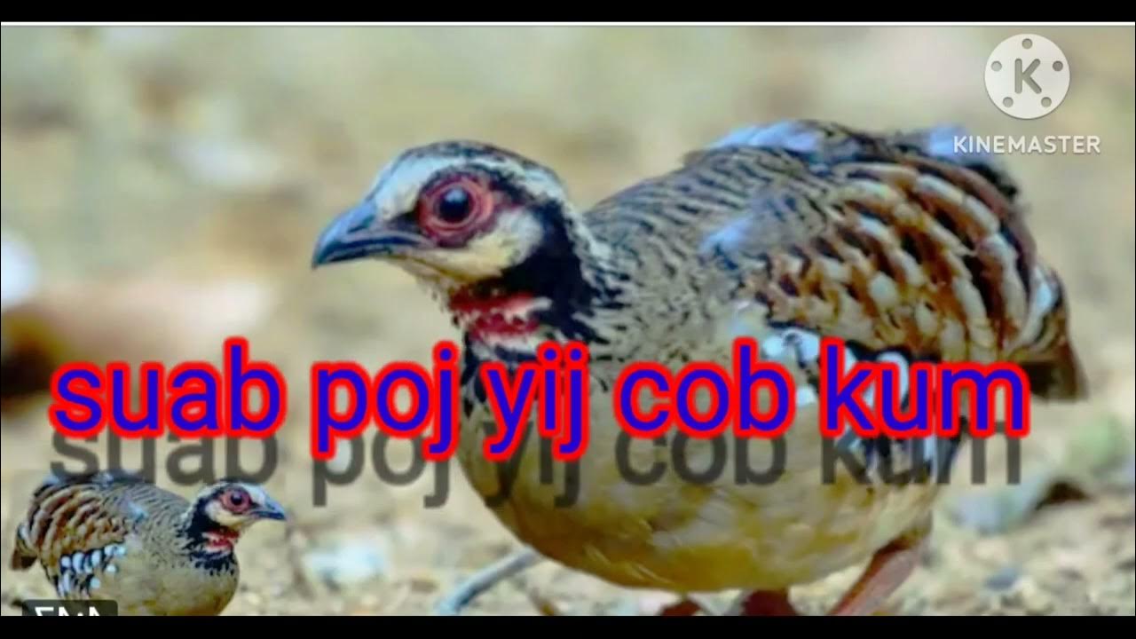 suab poj yij quaj zoo dib tuaj 100% - YouTube