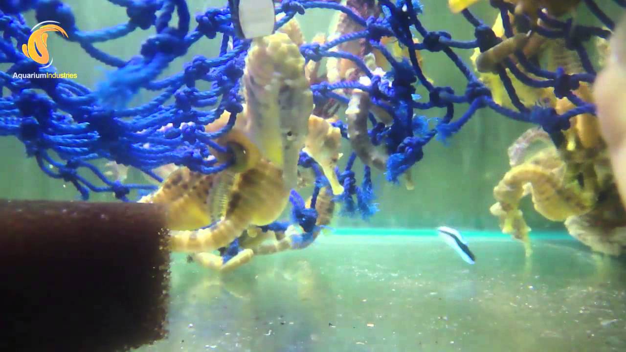 Seahorse Southern Knight - YouTube