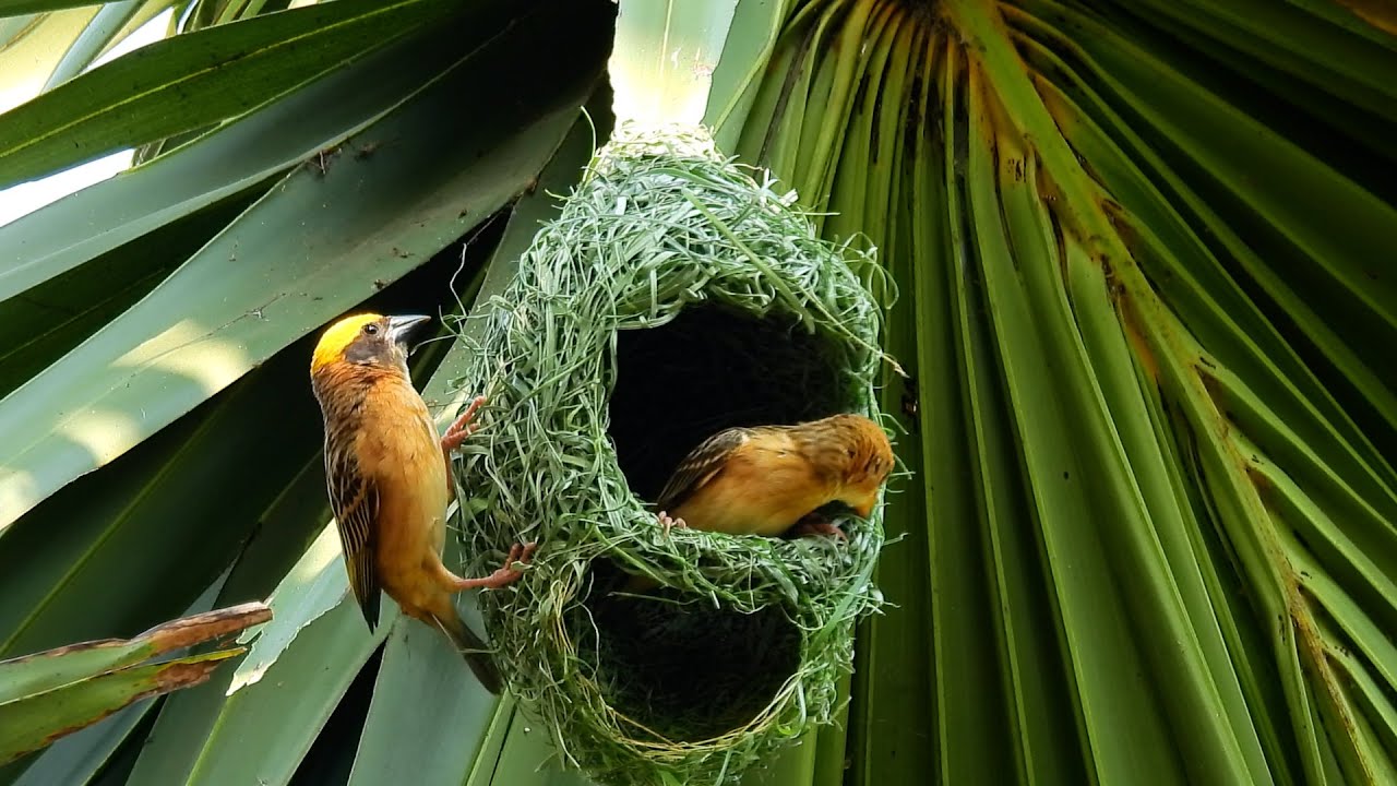 Ep53 The Most Amazing Birds construction in the world Bird Engineer ...