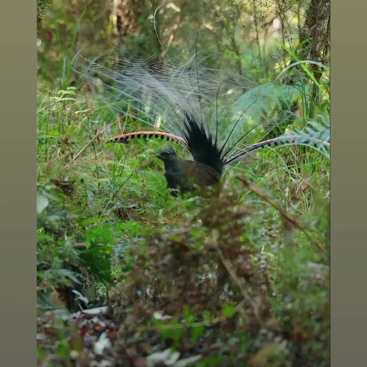 Is pakshi ka kya naam hai - YouTube