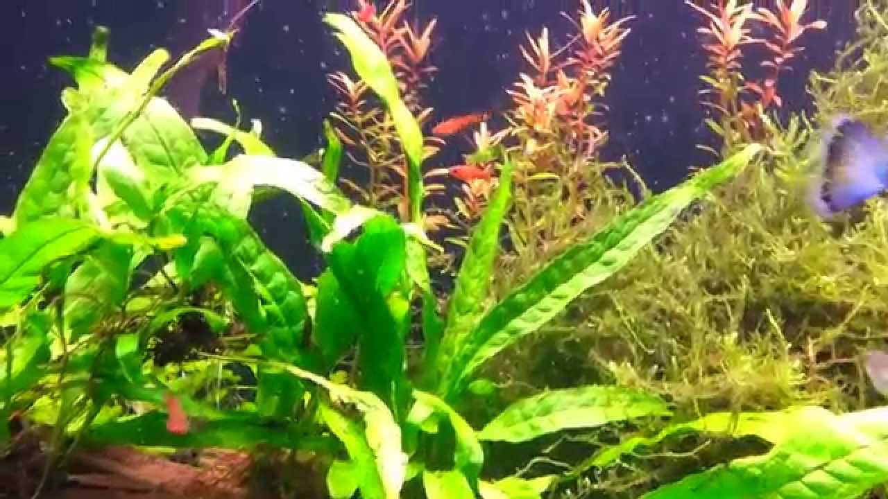 MICROWORMS FEEDING TIME Guppies Swordtails Fry Live Fish Food - YouTube