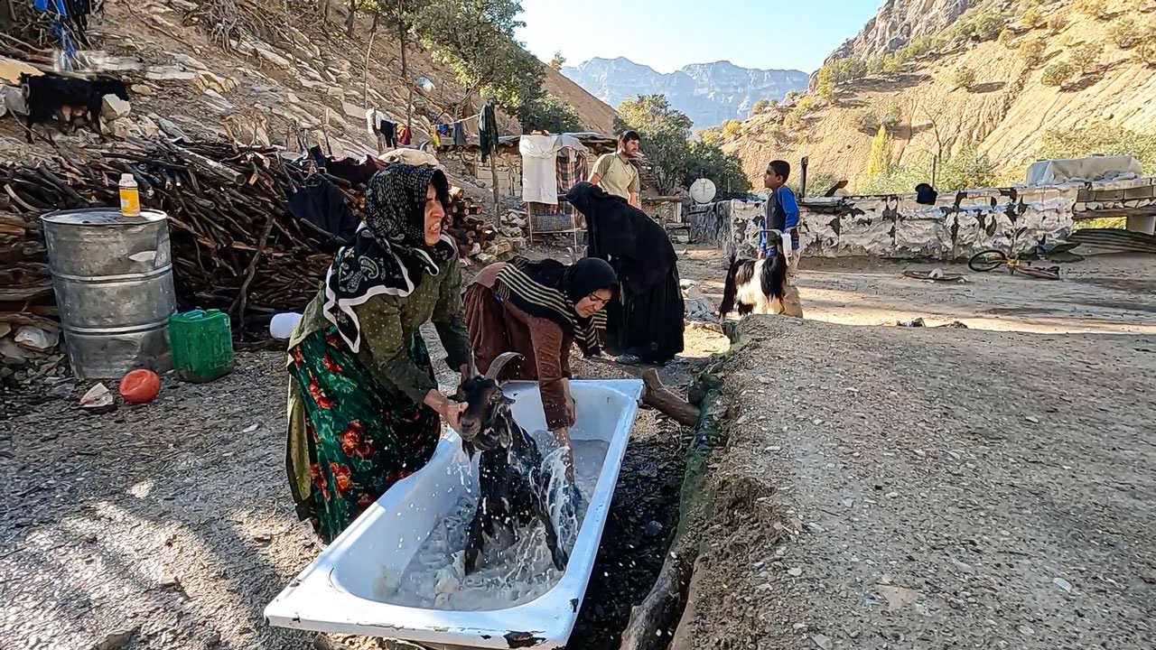 Disinfecting Goats with Water & Poison _ Village & Nomadic Lifestyle of ...