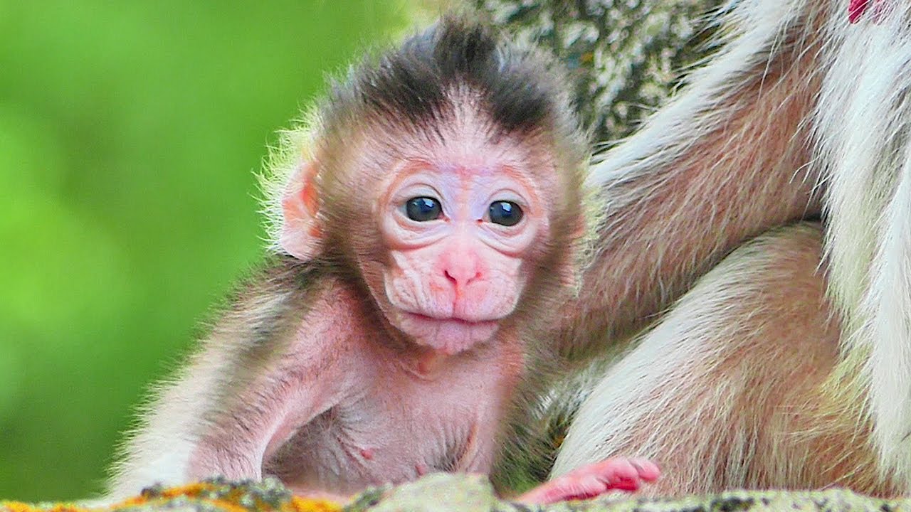 Cute baby monkey SAM walks around beautiful momo SARA after getting ...