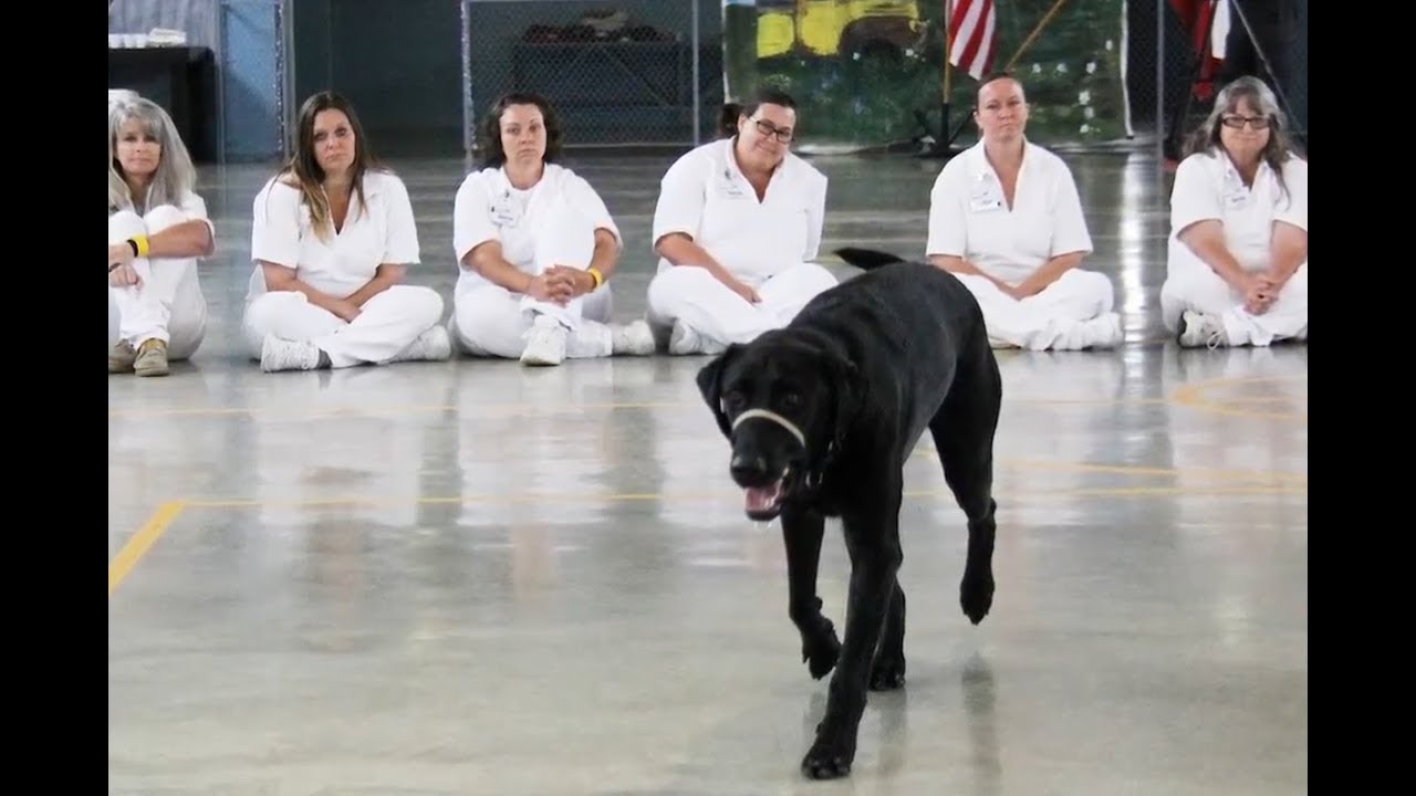 Veterans and Texas Inmates Are Having Their Lives Changed by These Dogs ...