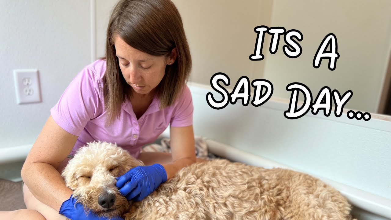 Why Are Puppies Born Stillborn