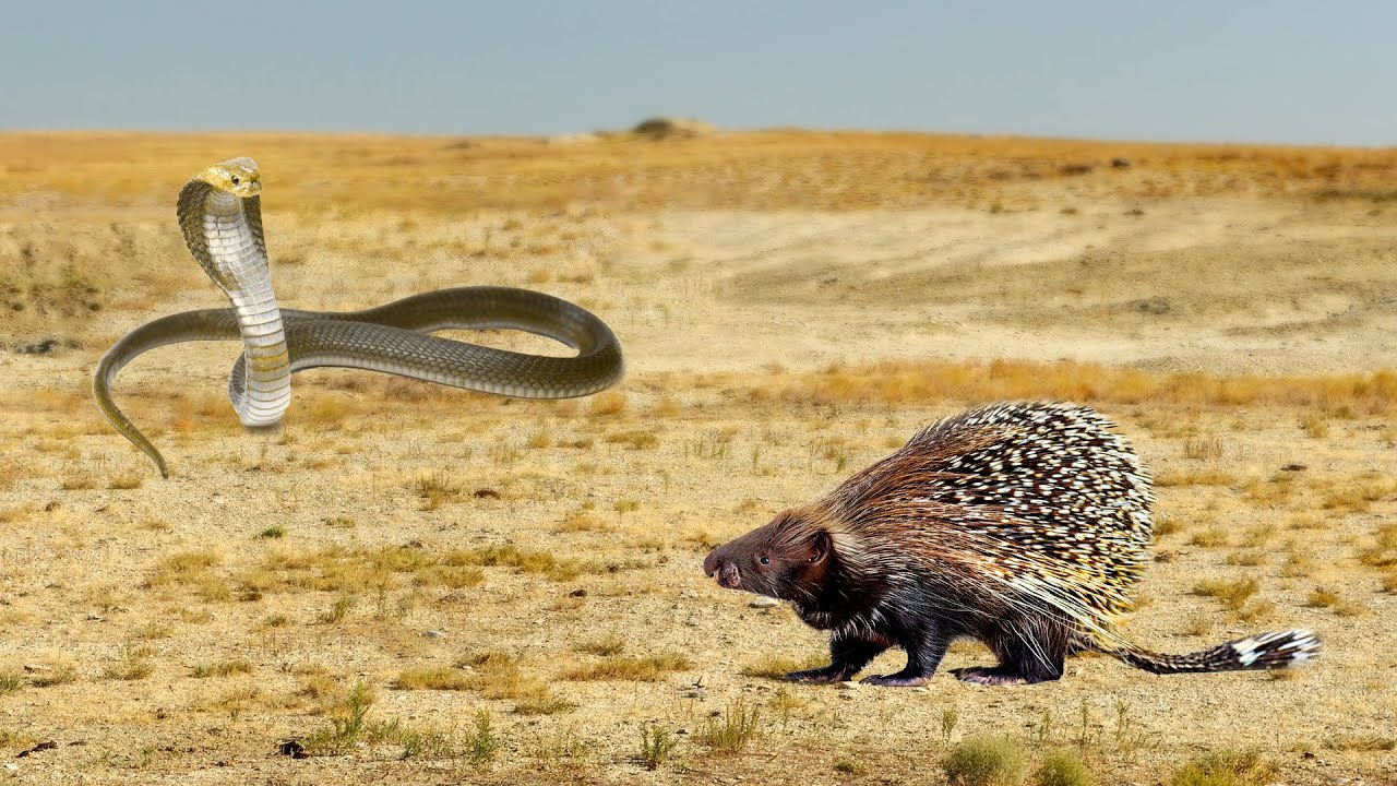 This Snake Was Doomed! Rare Animal Fights Caught on Camera - YouTube