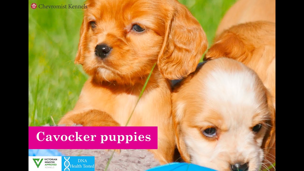 CAVOCKER PUPPIES#Chevromist - YouTube