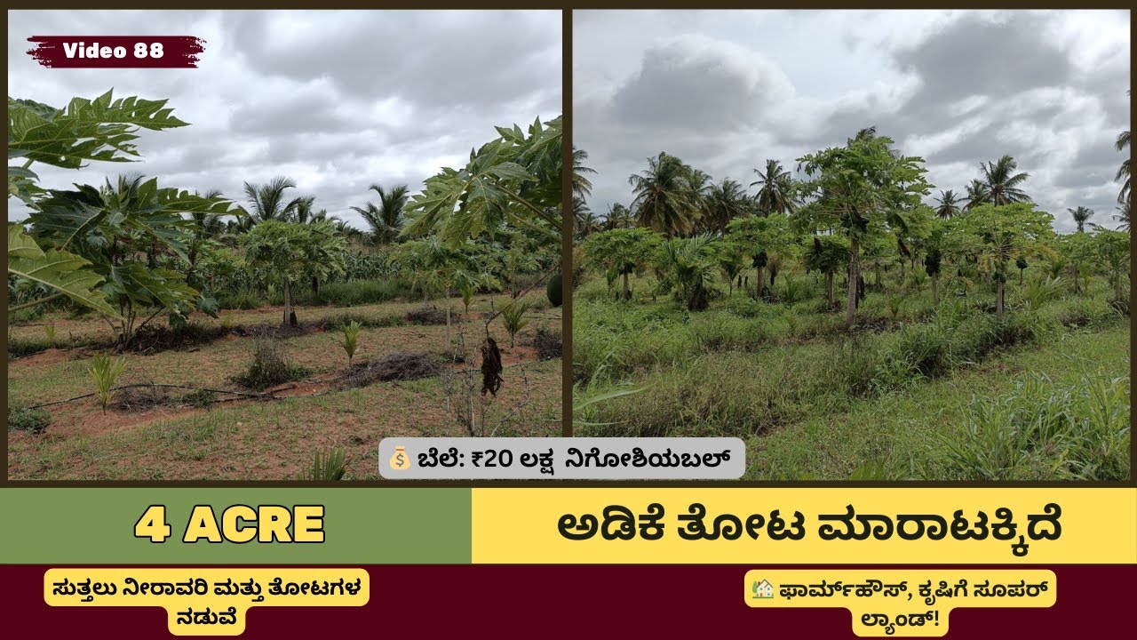 ಚಳ್ಳಕೆರೆ 4 ಎಕರೆ ಅಡಿಕೆ ತೋಟ 🌴 | 1 Borewell 💧 | L Shape Fencing ...