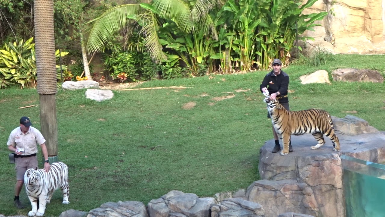 DreamWorld - Tiger Presentation - YouTube