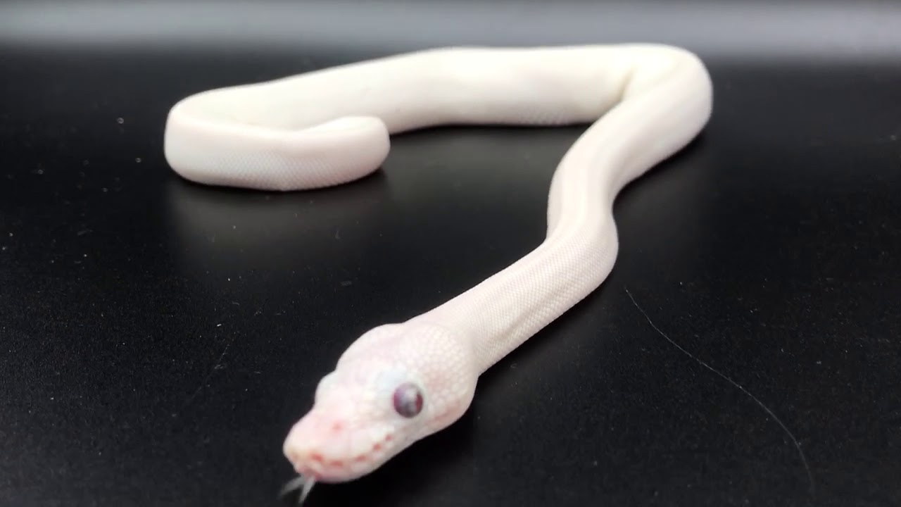 Blue Eyed Lucy (Super Lesser) Ball Python 51 - YouTube