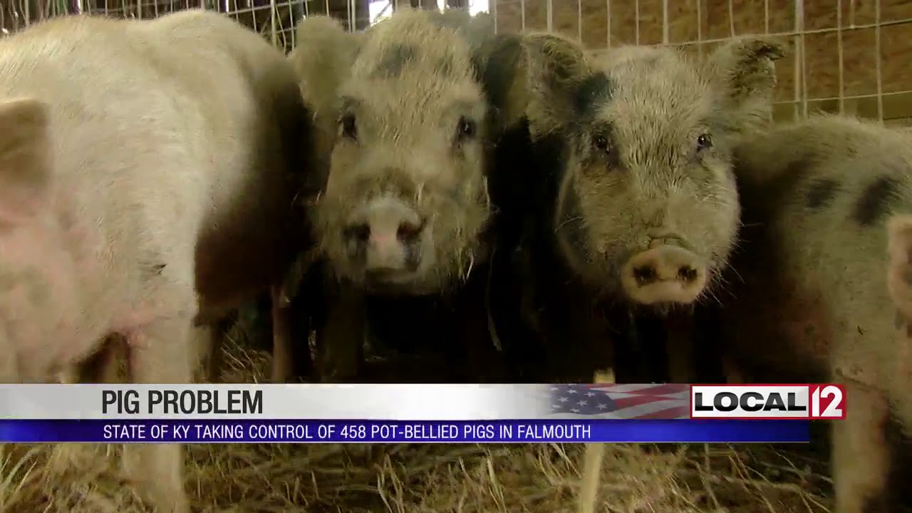 458 Falmouth pigs in hoarding case seized by state - YouTube