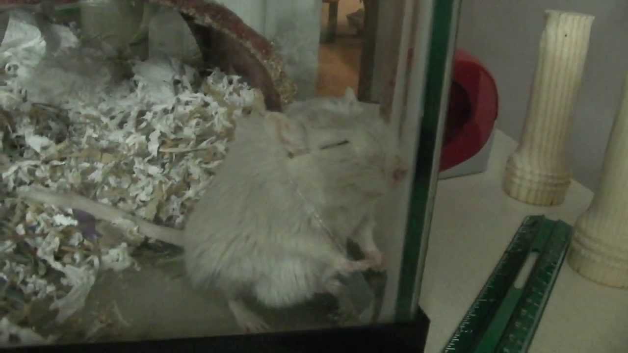 Poor Lizzy She is old, Gerbil Meditation? - YouTube
