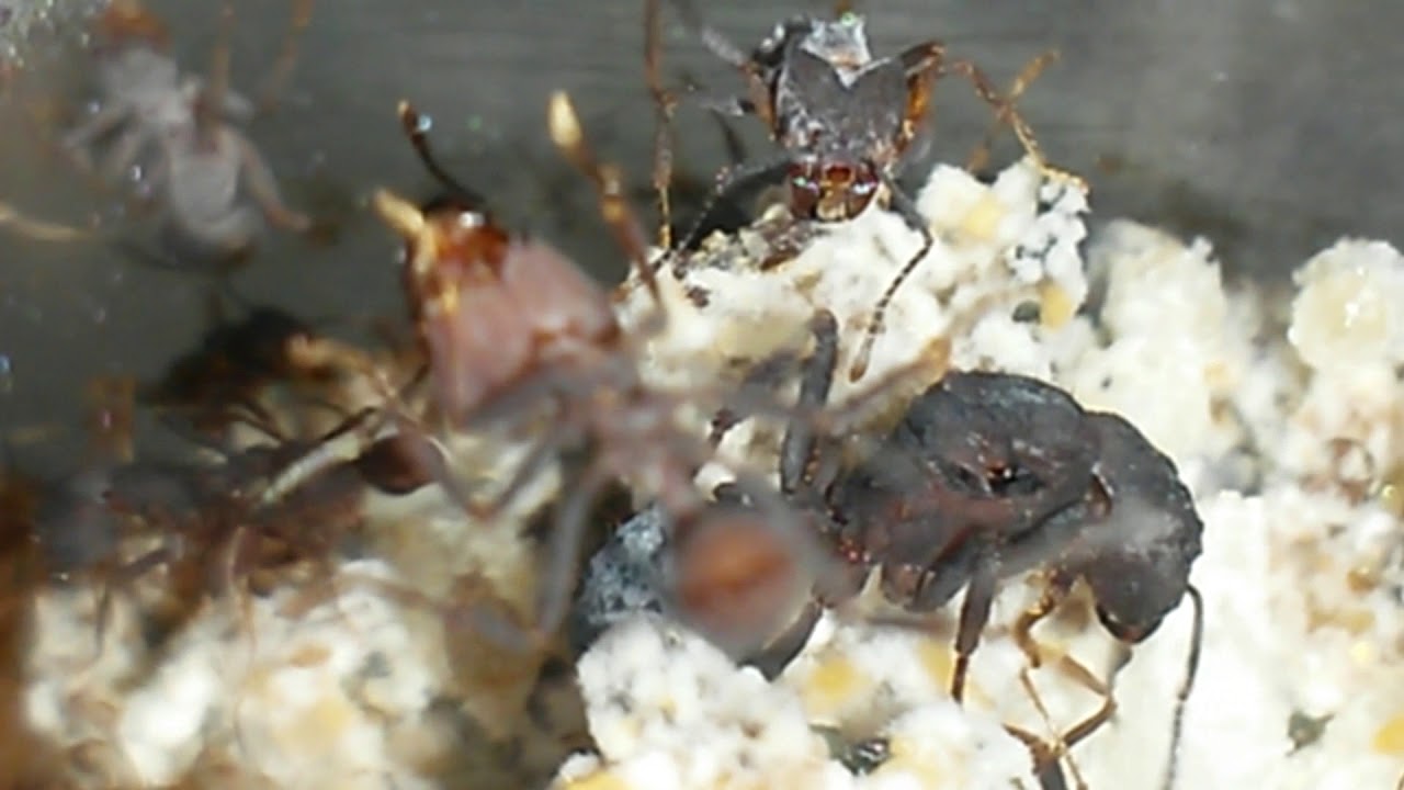 Acromyrmex sp x Trachymyrmex sp - YouTube