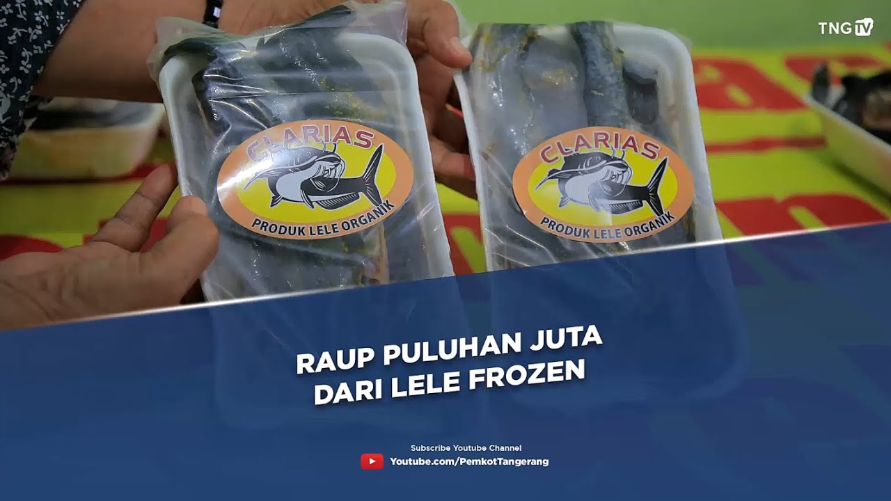 Raup Puluhan Juta dari Lele Frozen [TangerangTV] - YouTube
