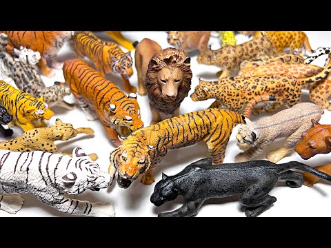 Big Cats & Wild Cats Collection - Lion Tiger Lynx Leopard Puma Leopard Cheetah Black Panther Lioness