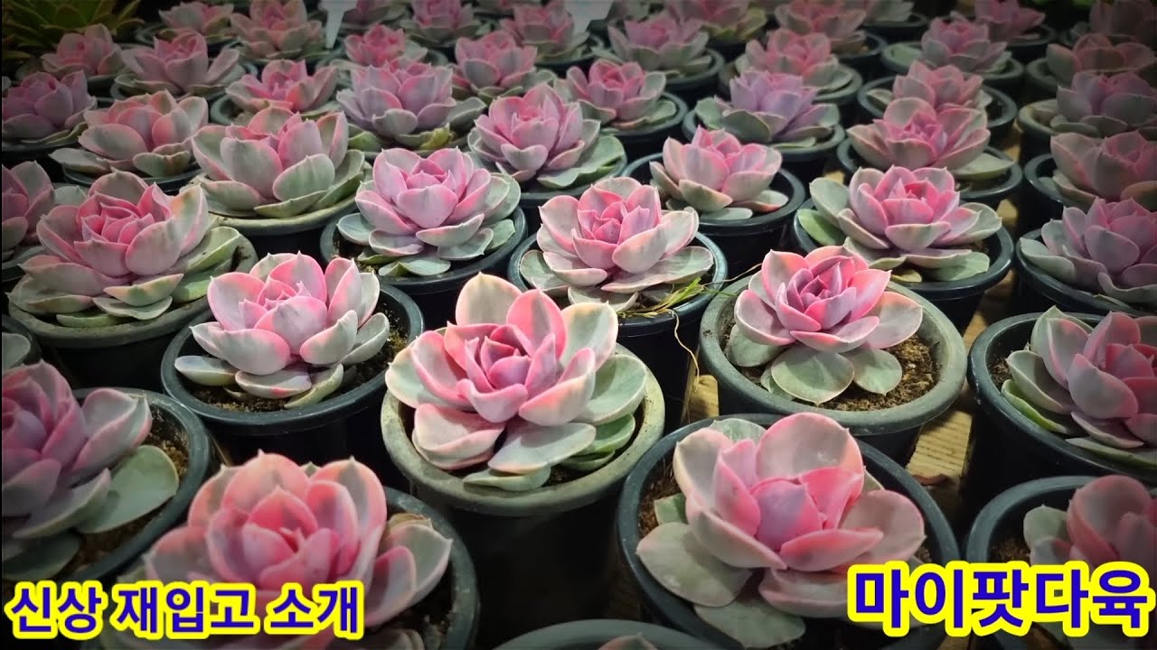 2023년에도 계속되는 마이팟다육 신상 재입고 아이들을 소개합니다💕 음성다육 크림슨힐 웨스트레인보우 제이드글로우 수박씨 Youtube