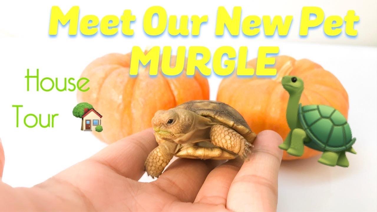 INTRODUCING OUR NEW PET - MURGLE - YouTube