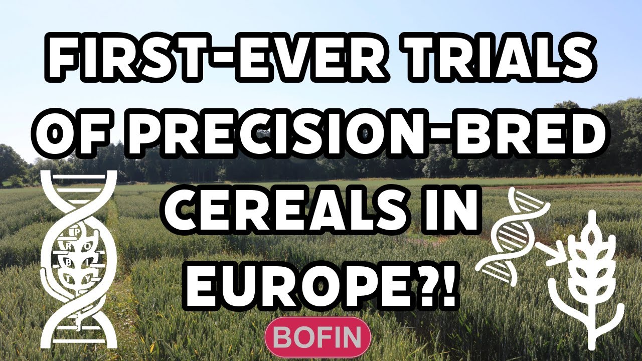 First on-farm trials of precision bred crops in Europe! - YouTube