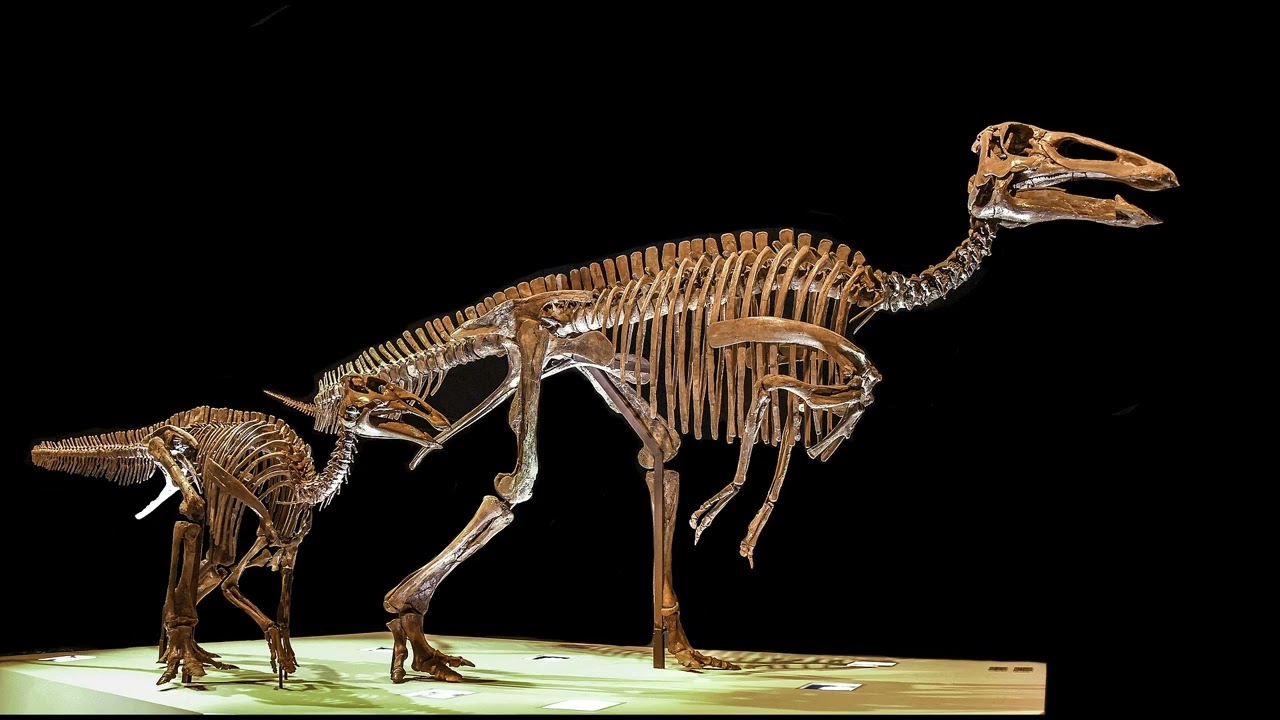 Anatotitan Skeleton