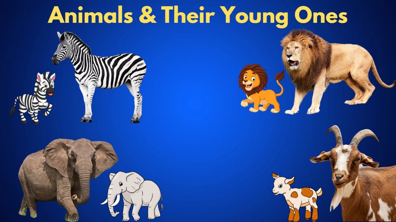 Animal and Babies I Animals and their young ones I Name of animals and ...