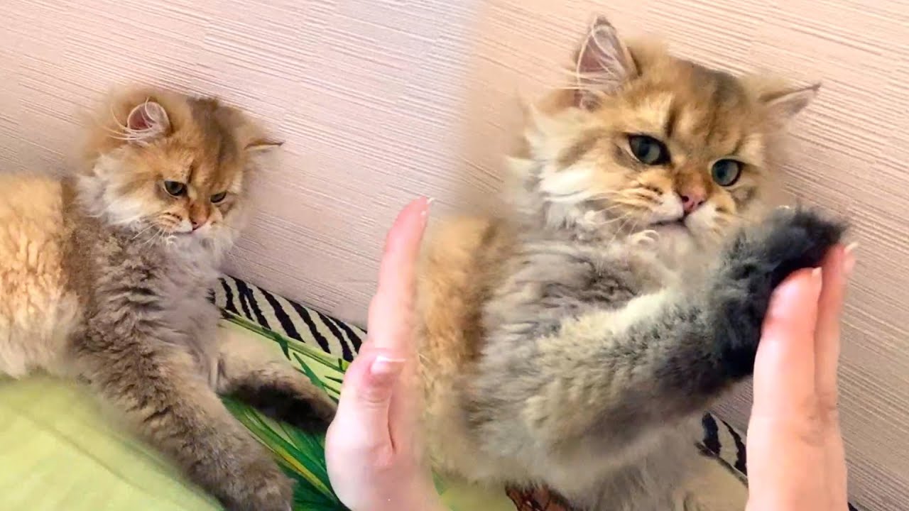 Training My Cat to High Five 😳 Results are Amazing! - YouTube
