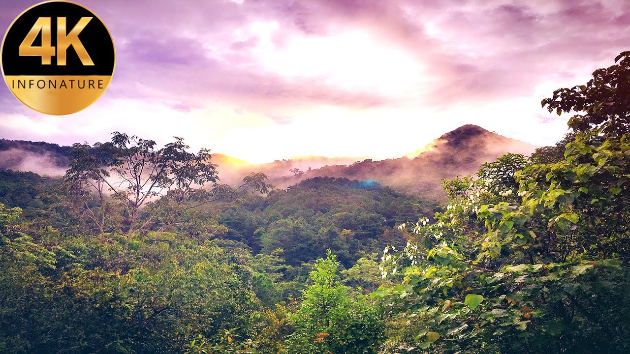 Tropical Rainforest Nature video and Relaxing Ambient Music | Forest ...