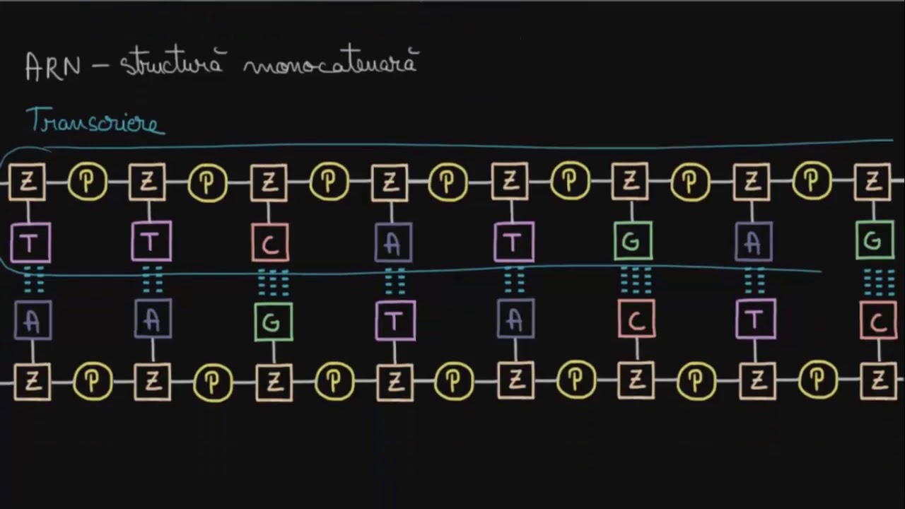 Acizi nucleici - ADN, ARN, codul genetic | Lectii-Virtuale.ro - YouTube