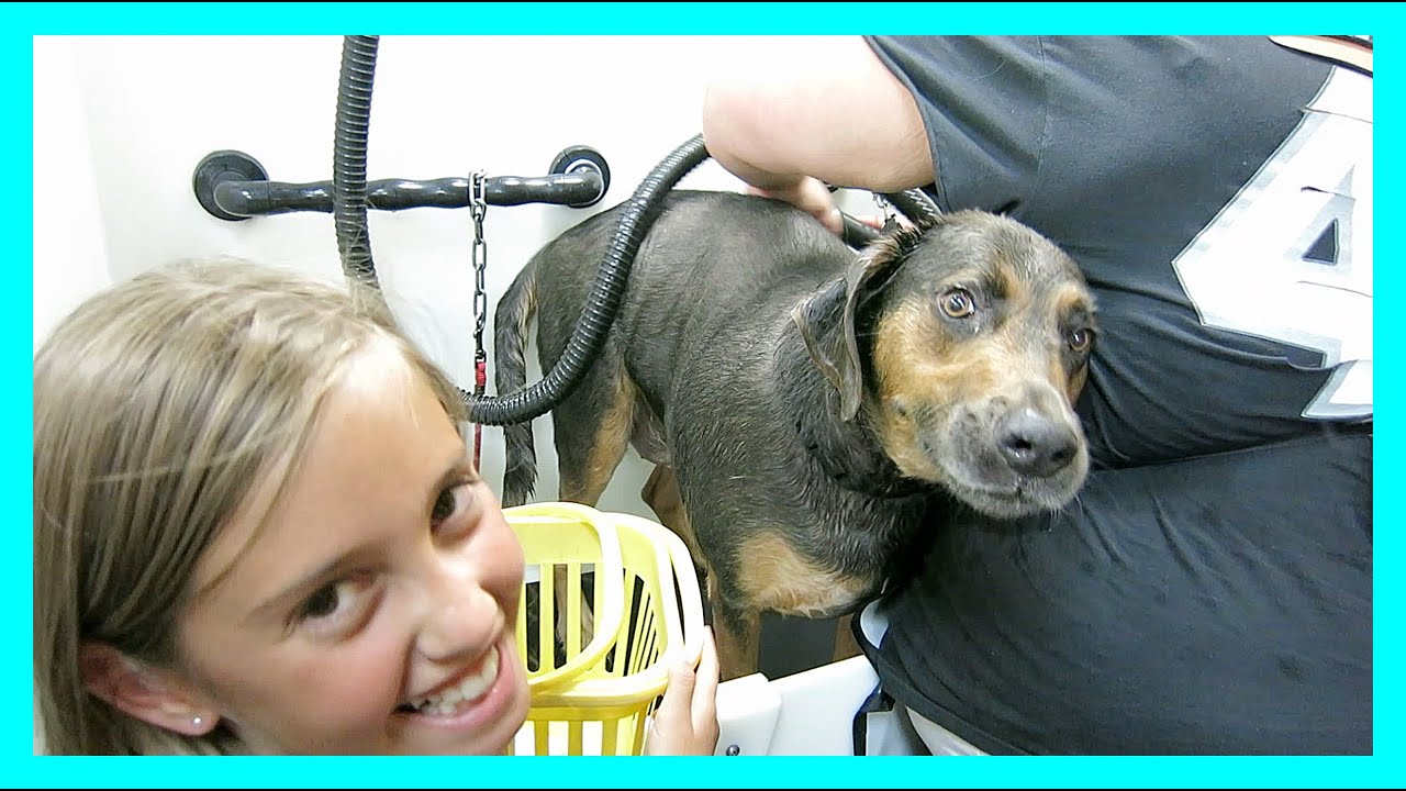 Doggie Day Spa - YouTube
