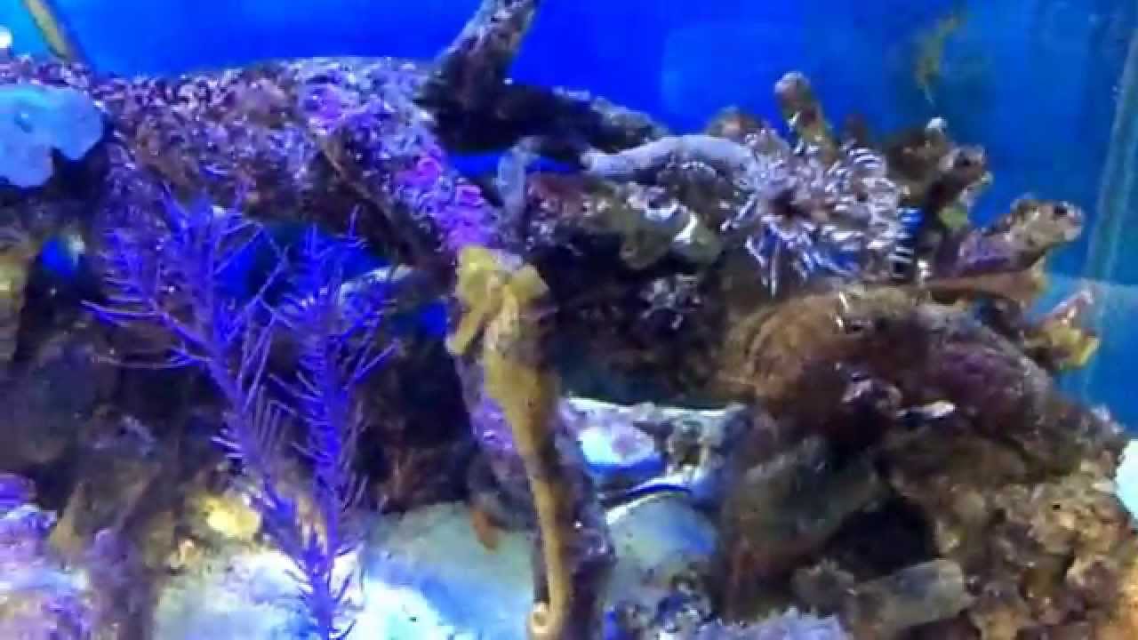 Seahorses breeding, amazing transfer of eggs. - YouTube