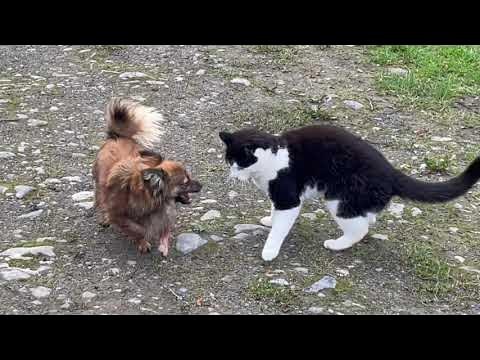 Pup Java & cat Magpie play. Magpie rescues Java when Maya plays rough ...