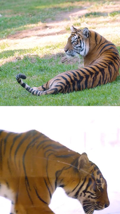 Want to sleep with the lions and tigers? 🐯 Well now you can, at Jamala Wildlife Lodge #canberra ...