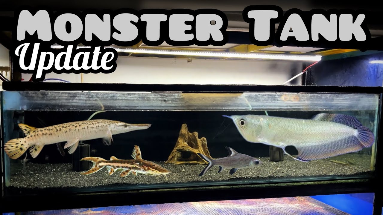 My Monster Fish Tank Update | Monster Aquarium Maintenance - Imran's ...