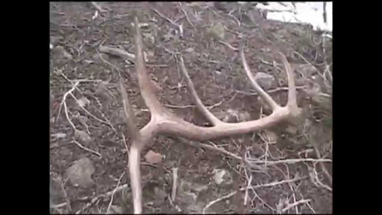 Tines Up Tuesday Episode 38: Huge Utah Elk Shed Antlers - YouTube