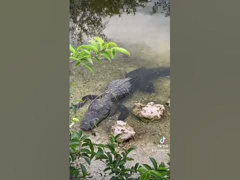Alligators 🐊🐊🐊 - YouTube