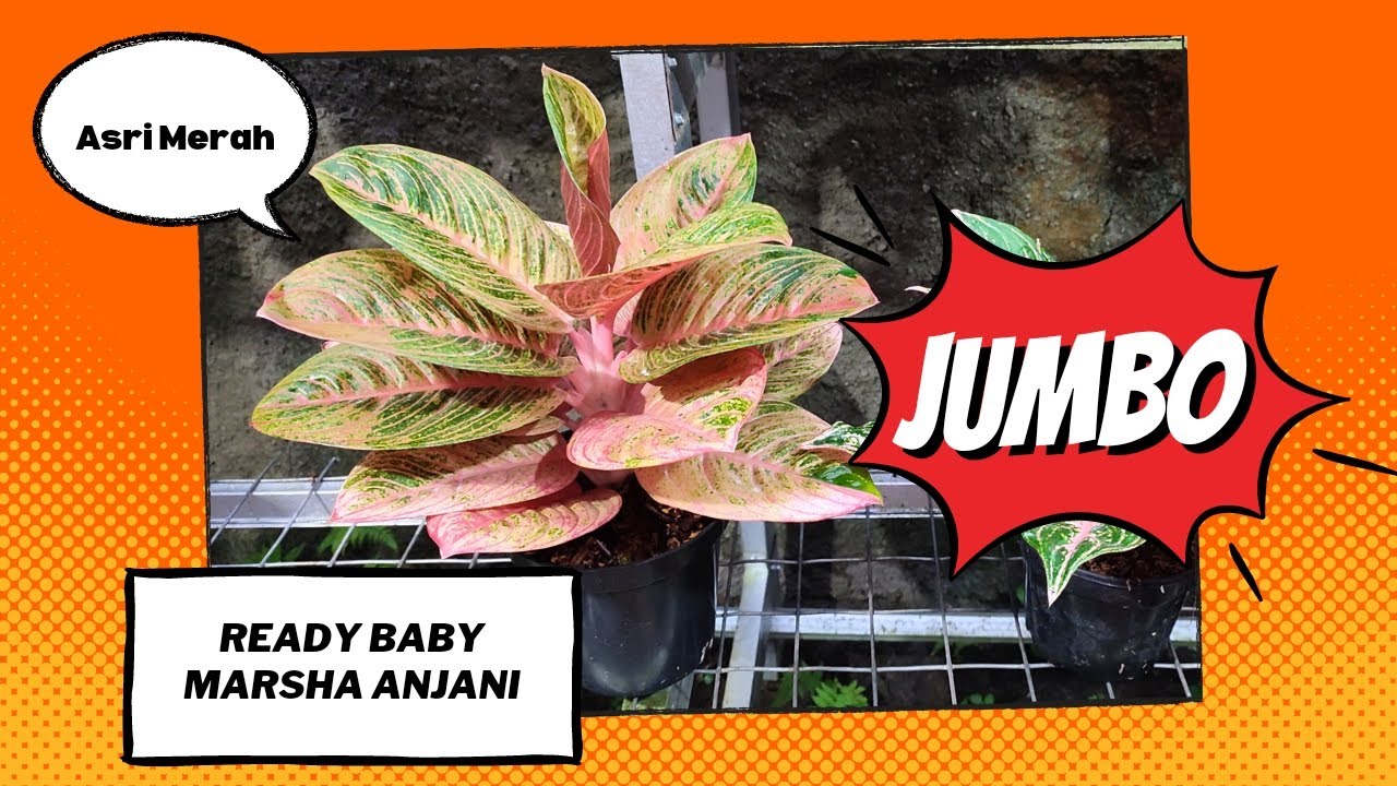 ADA ROSA DAN LAINNYA 🫰 - YouTube