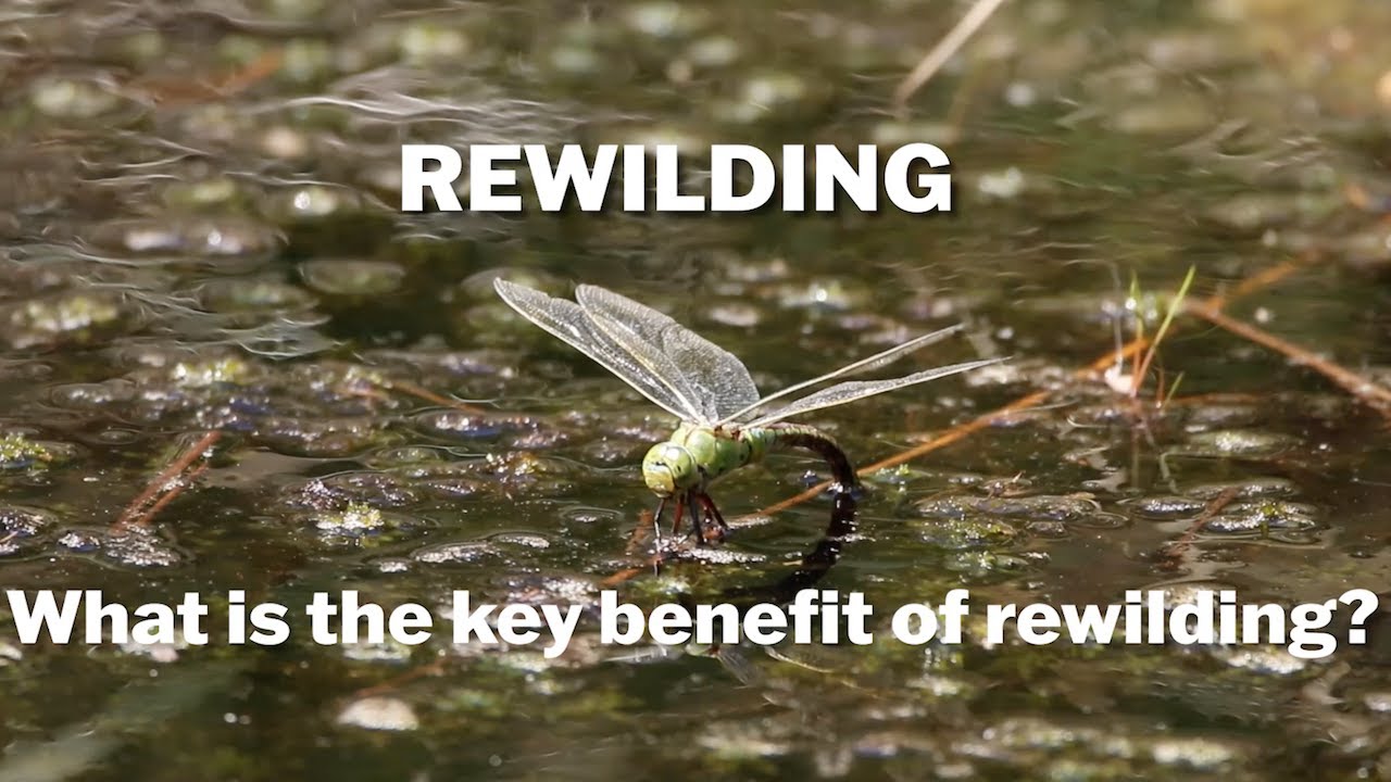 Rewilding – What are the benefits? - YouTube