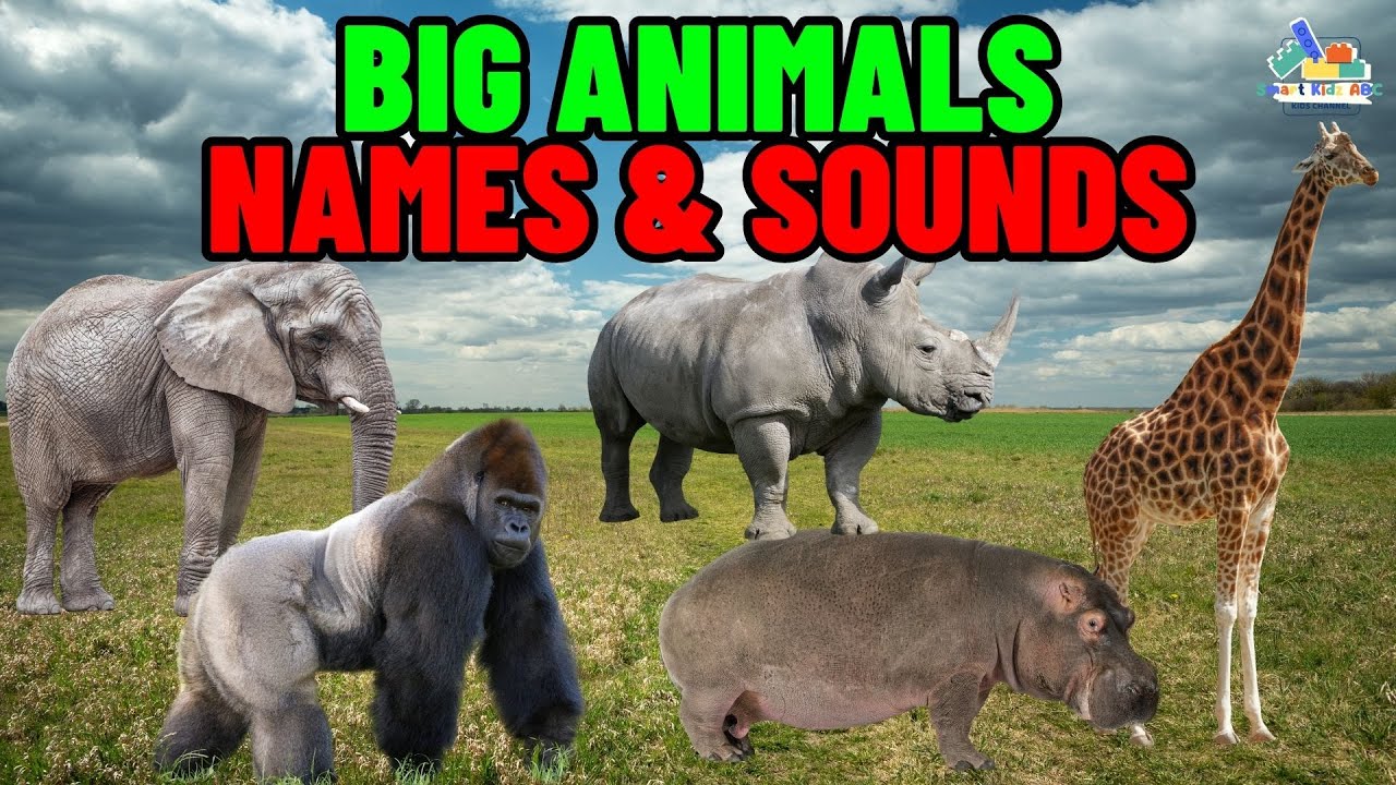 BIG ANIMALS NAMES AND SOUNDS FOR KIDS #kidsvideo #kids #animalsvideo # ...