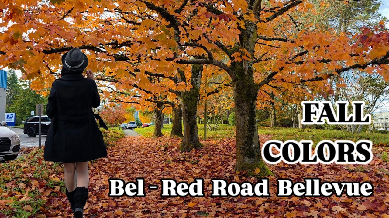 Fall Colors on Bel-Red Road Bellevue, Washington | Hidden Autumn Beauty ...