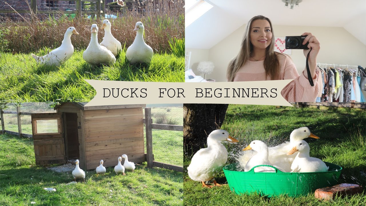 Getting Ducks For Beginners // Lollipop1996 - YouTube