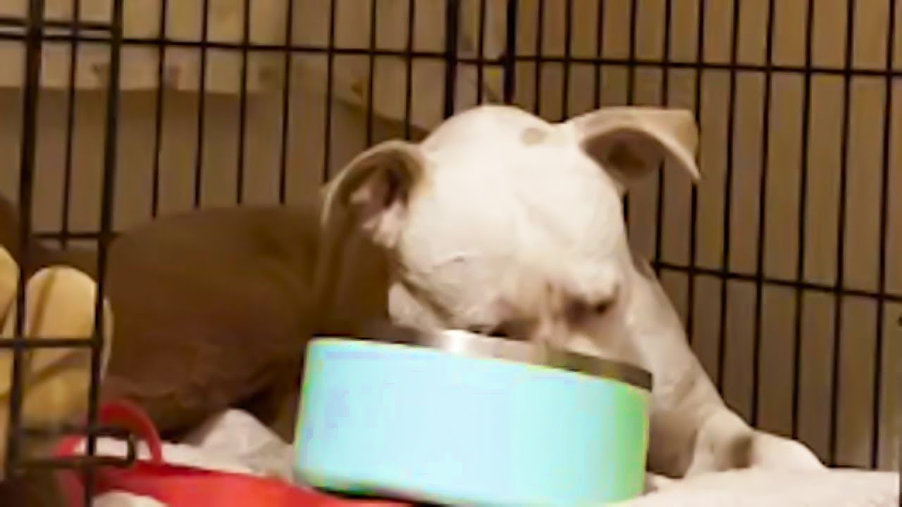 I Adopted This Scared Pit Bull. Here's What Happened - YouTube