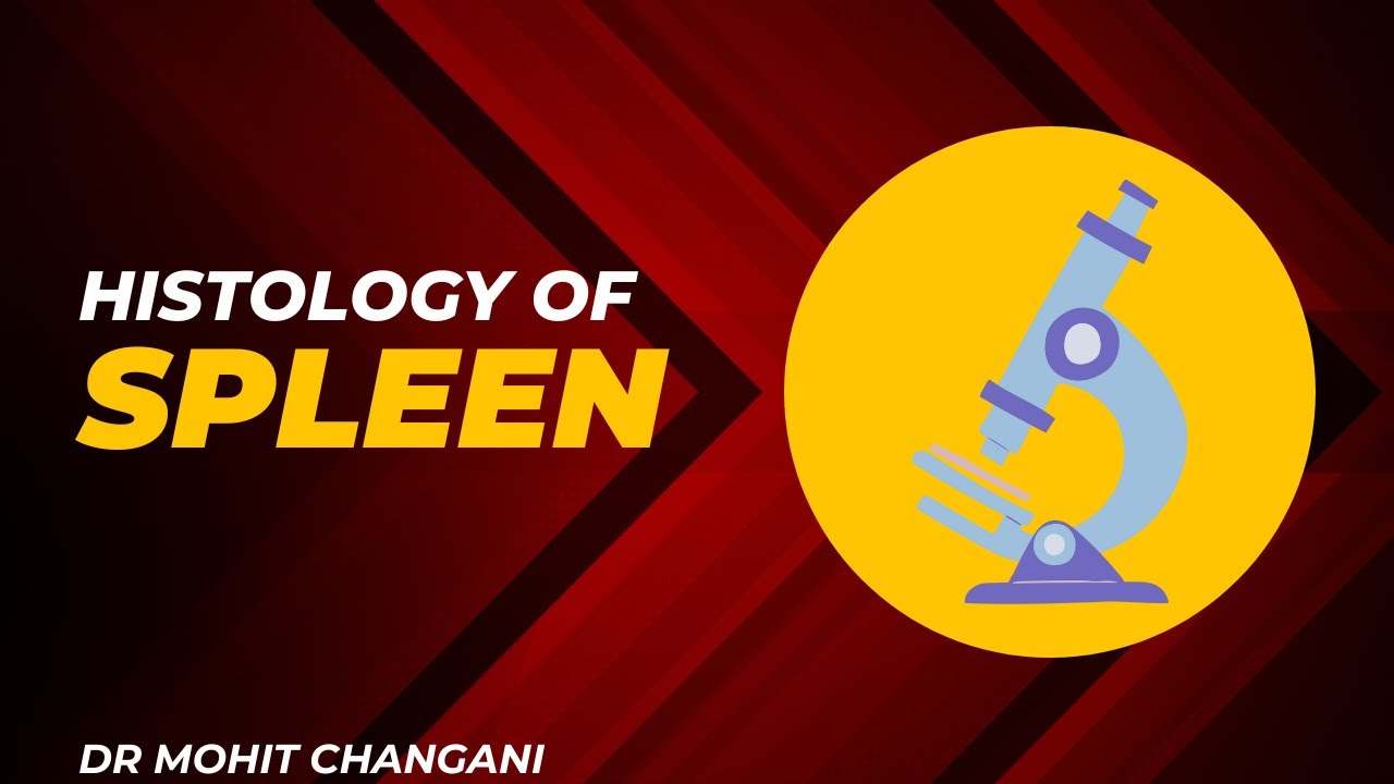 Histology of the Spleen | Microscopic View with Detailed Explanation ...